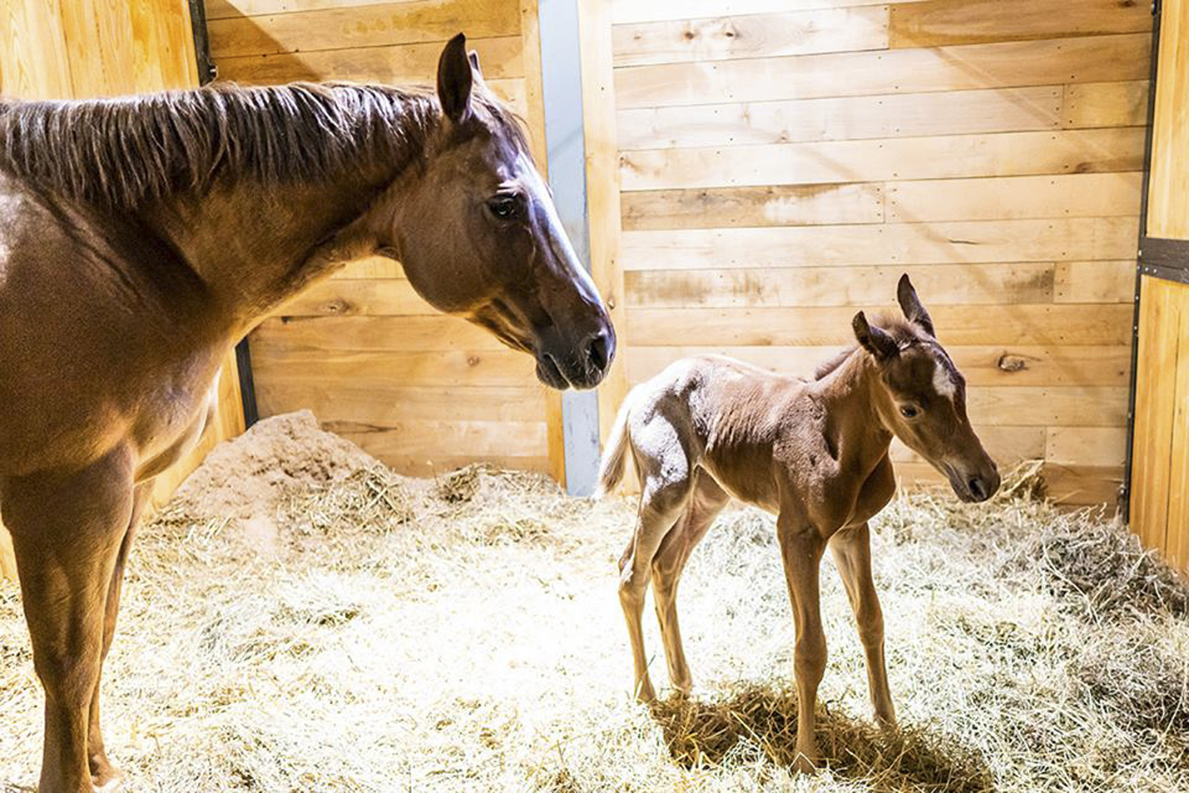 Heritage Ministries and Homestead Stables announce exciting new ...